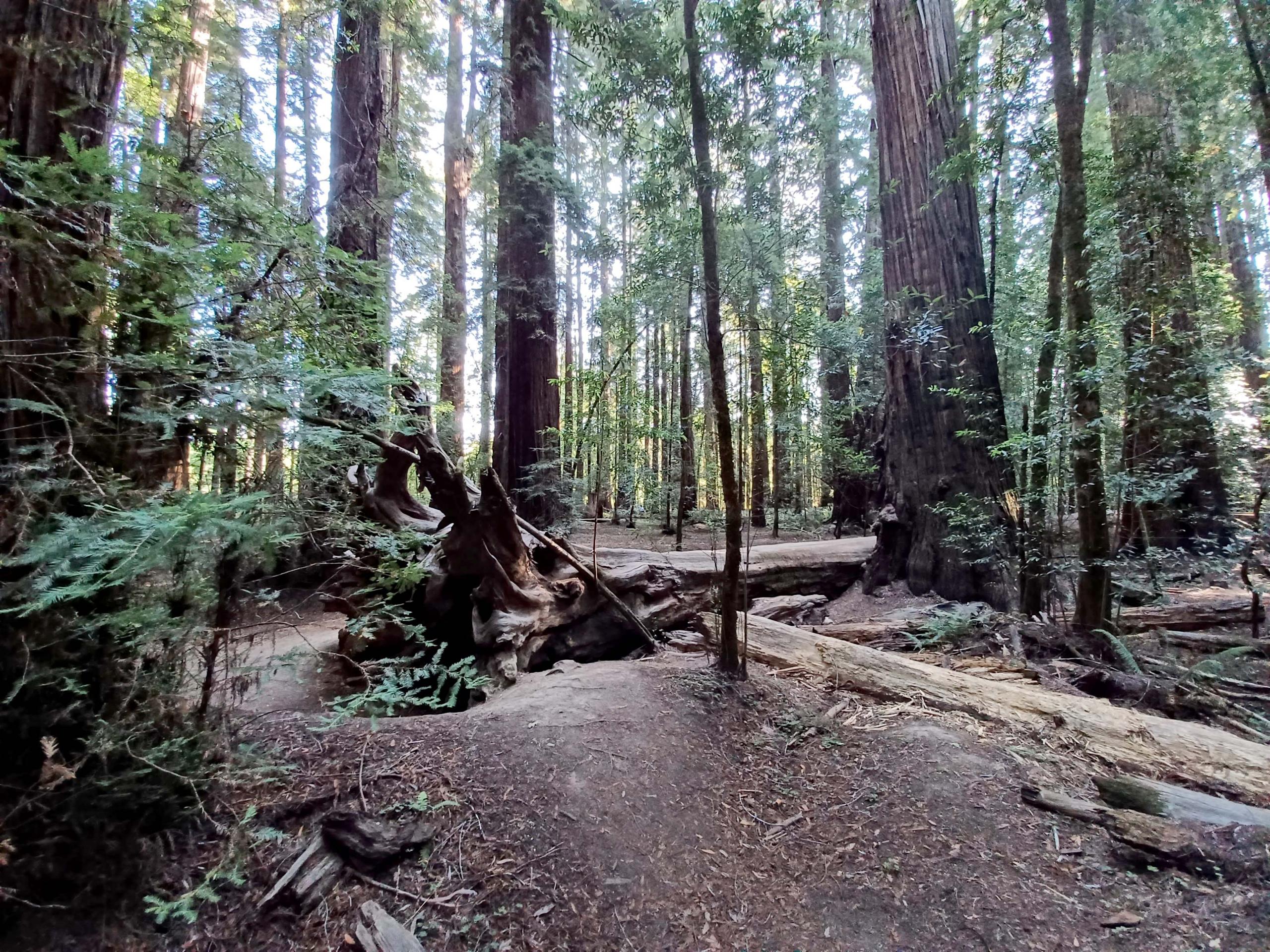 10K Race ARCHIVED RACE: Hendy Woods Trail Scramble 2 Hour @ Azalea ...