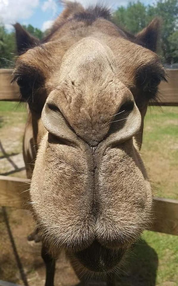 5K Race ARCHIVED RACE: Bahia Shrine 5K Camel Walk/Run @ Northwest ...