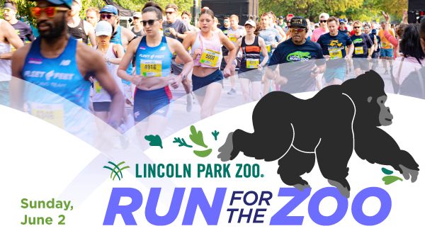 5K Race Run for the Zoo @ Lincoln Park Zoo, Chicago, Illinois, United ...